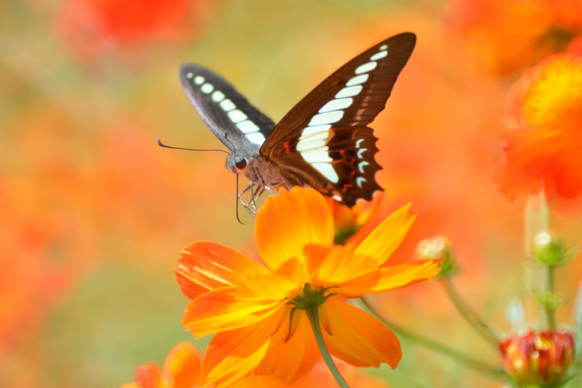 Reflex でアオスジアゲハ | GANREF