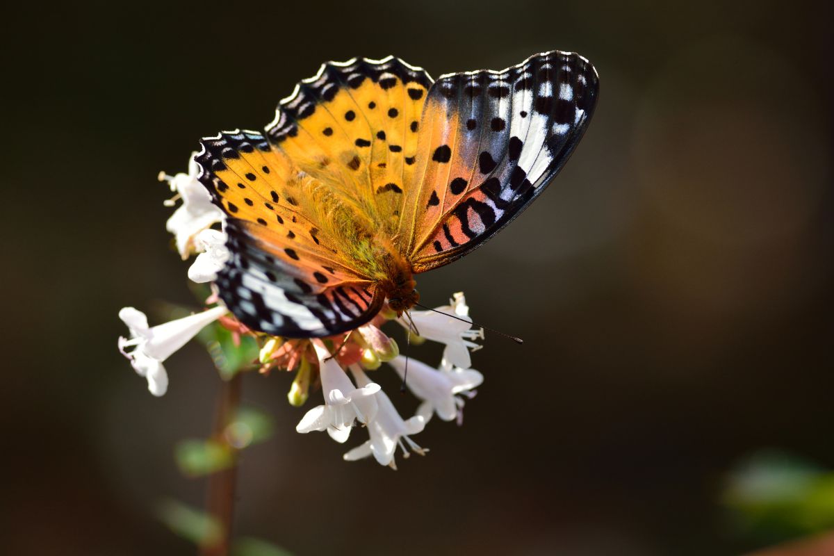 ツマグロヒョウモン | GANREF