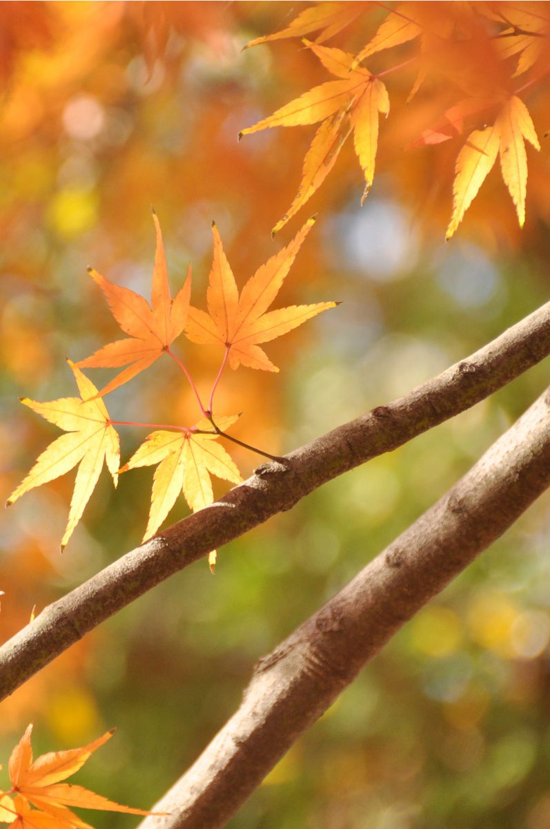 最後の輝き！ | GANREF