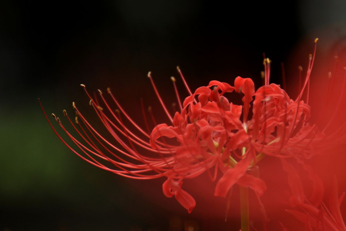 炎のようなマンジュシャゲ | GANREF