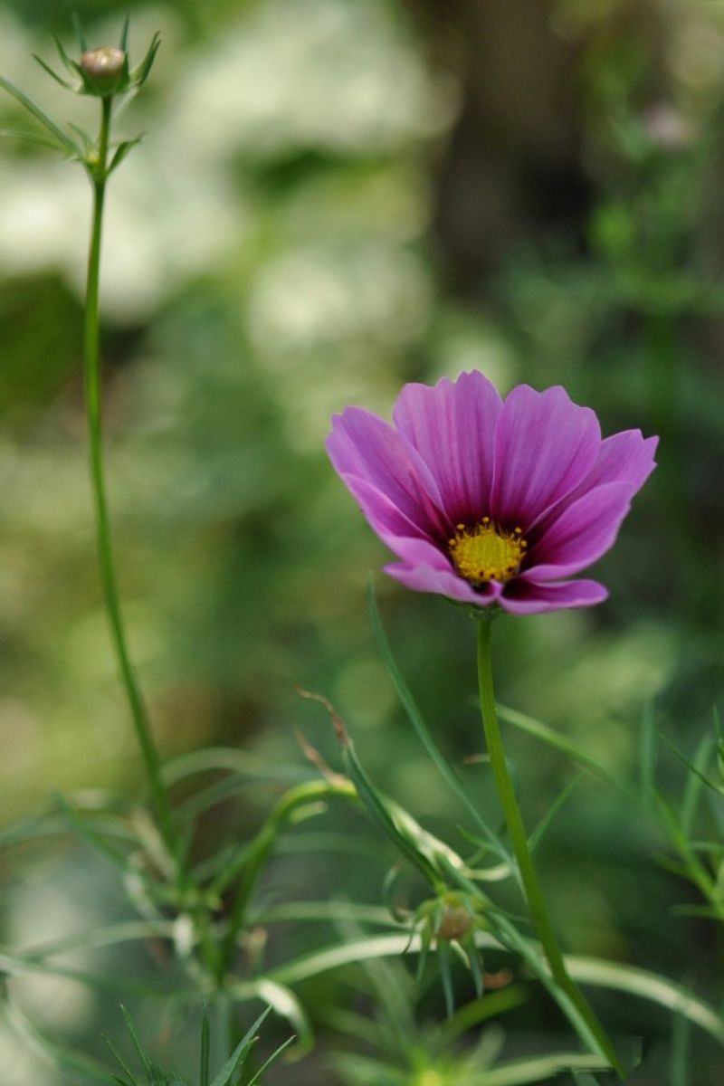 予習のコスモス | GANREF