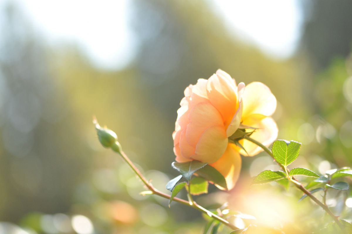 秋の日差しは優しくて！ | GANREF