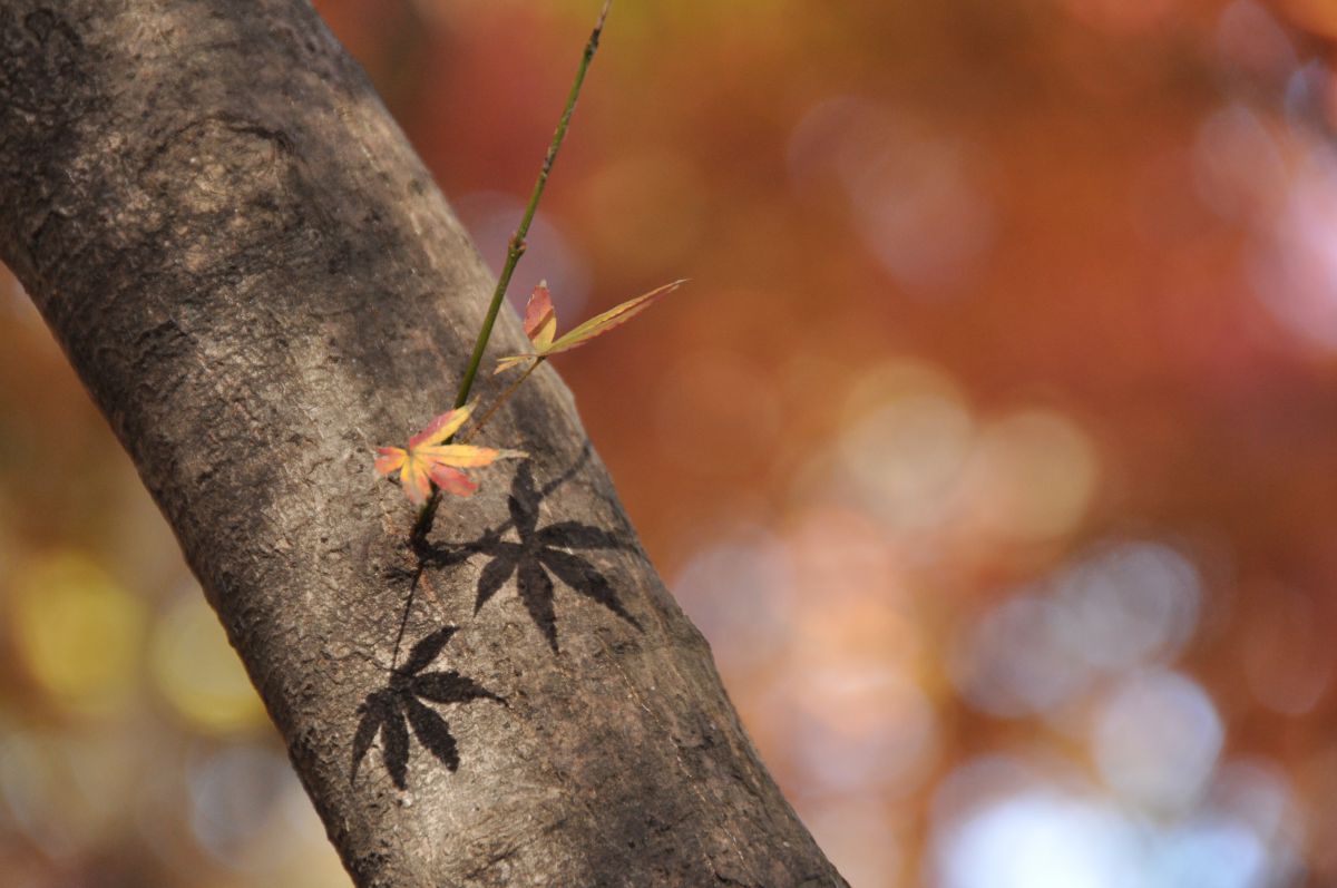 夢うつつ | GANREF