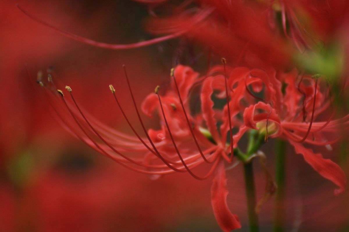 情念の炎 | GANREF