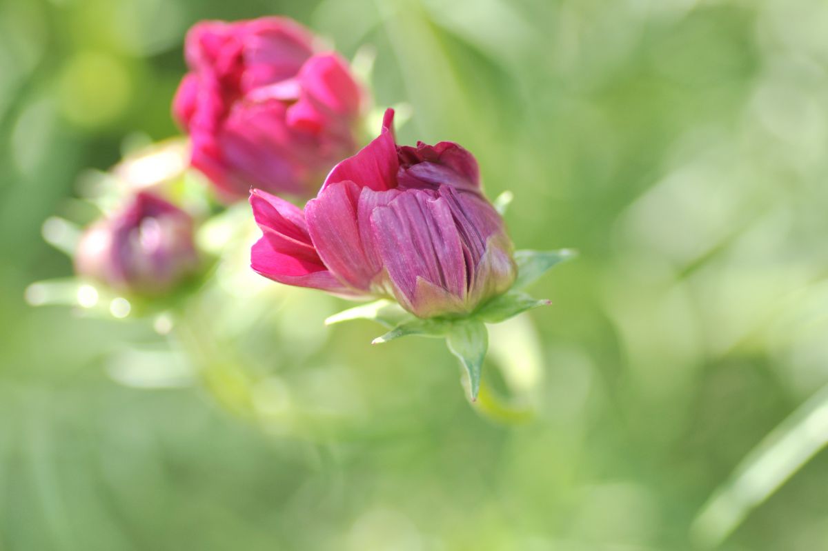 幼き者へ | GANREF