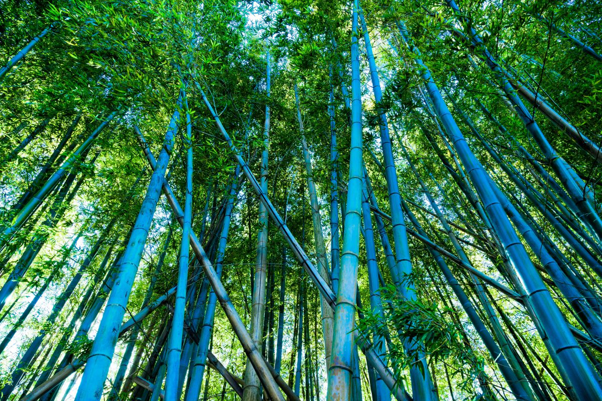 bamboo forest | GANREF