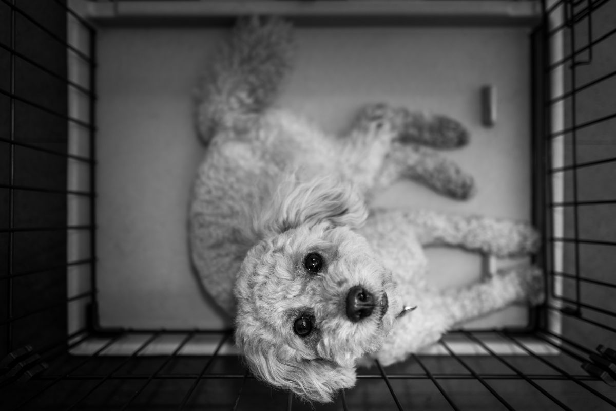 a dog in the cage | GANREF