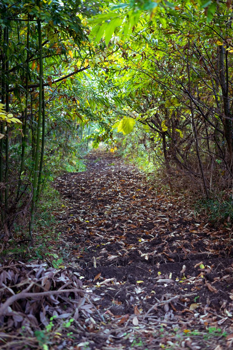 forest path | GANREF