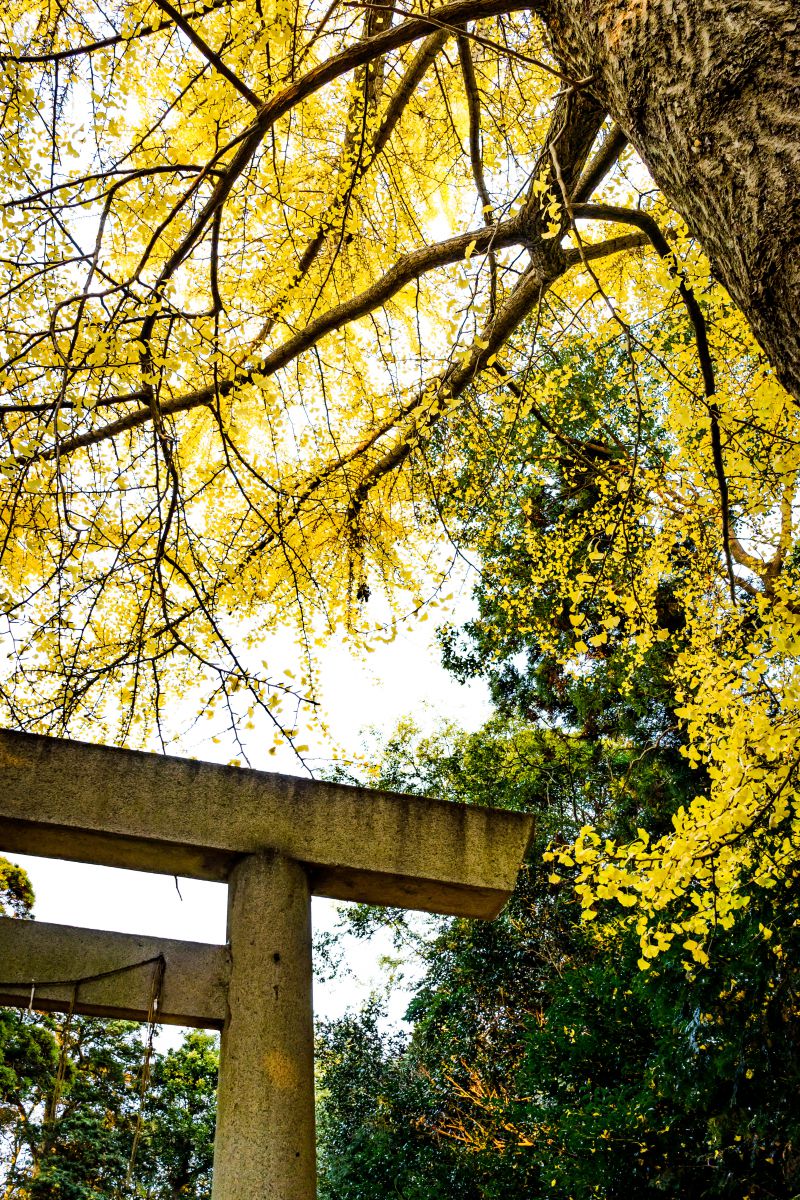 golden-yellow leaves | GANREF