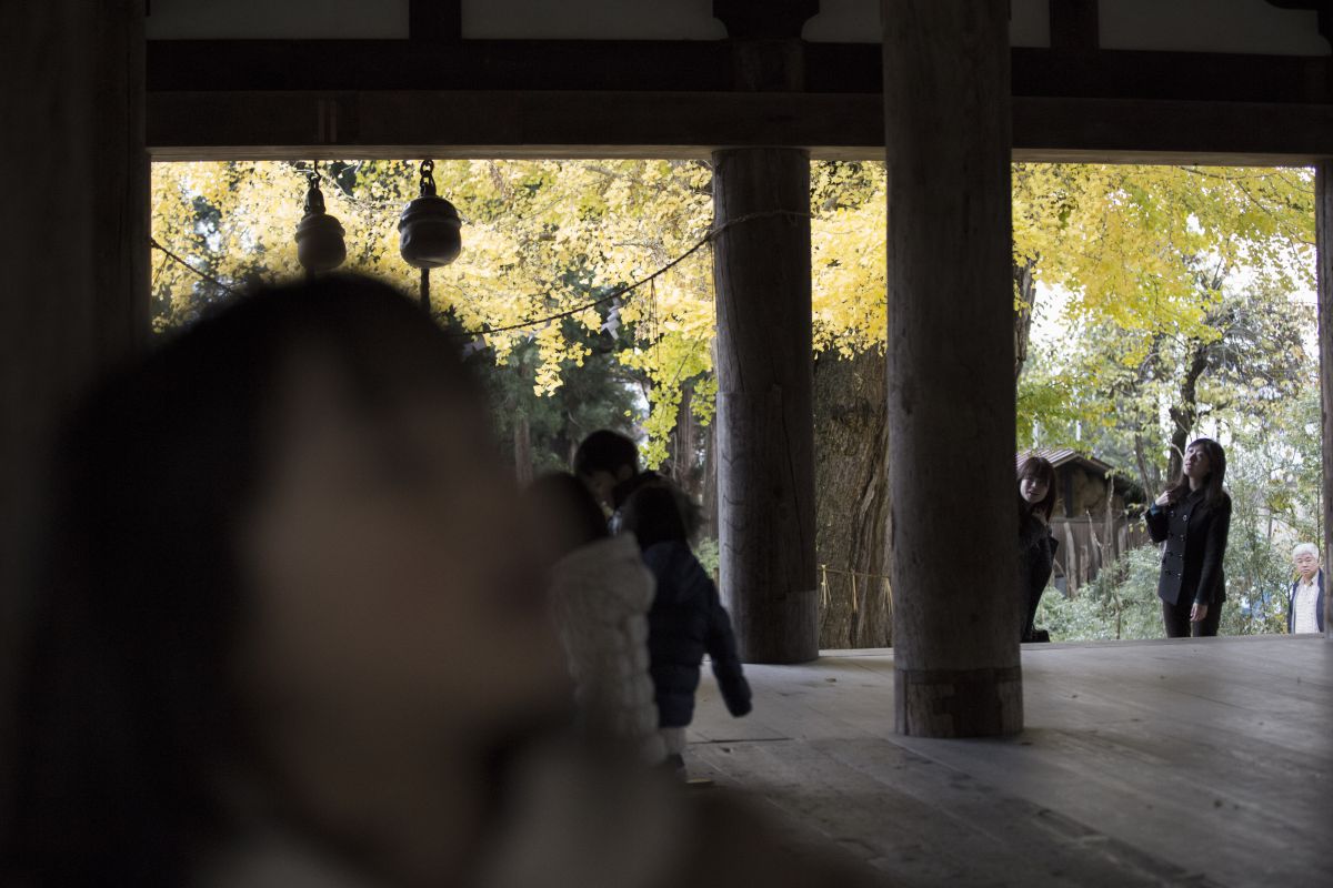 銀杏で視線 | GANREF