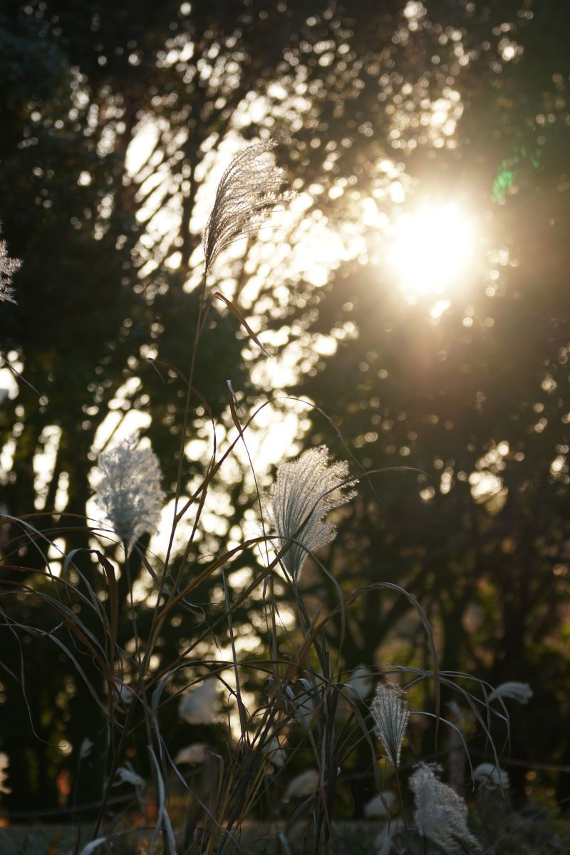 お日様を求めて（20161210_002） | GANREF