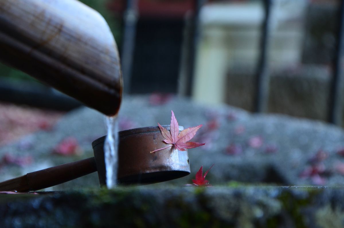 舞い降りた先 | GANREF