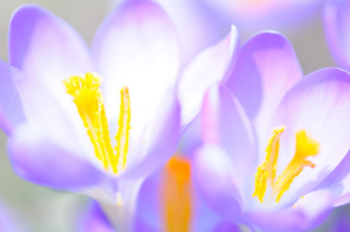 Yellow in Purple | GANREF