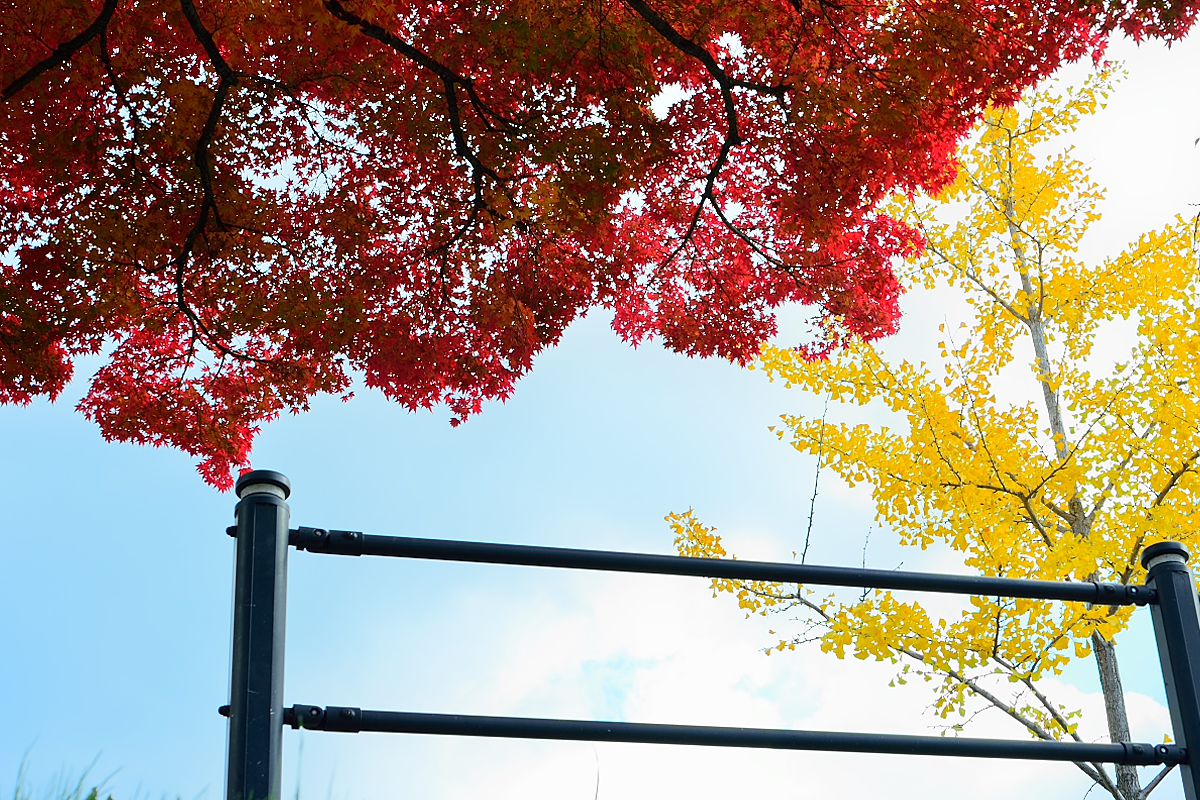 Autmun Color | GANREF