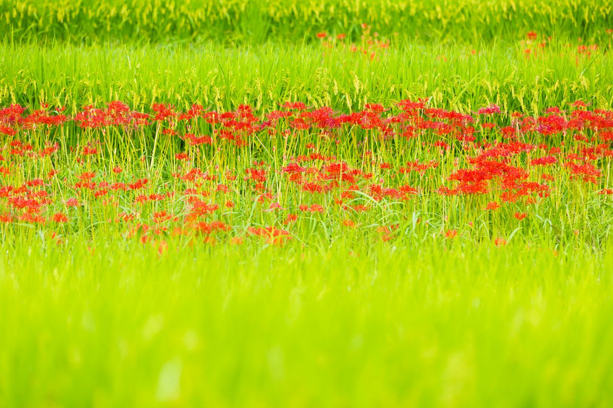 GREEN RED GREEN | GANREF