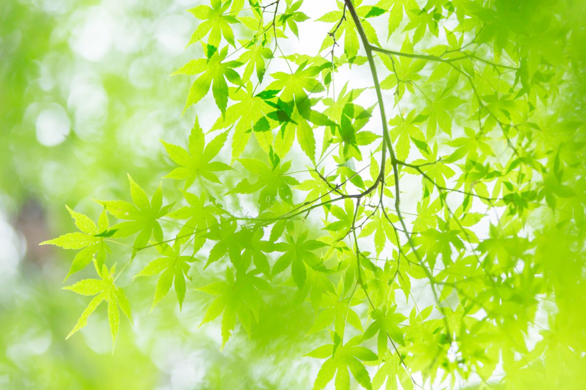 maple green | GANREF