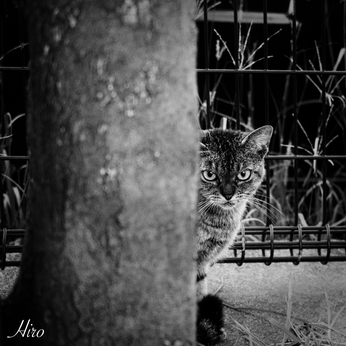 hide and seek | GANREF