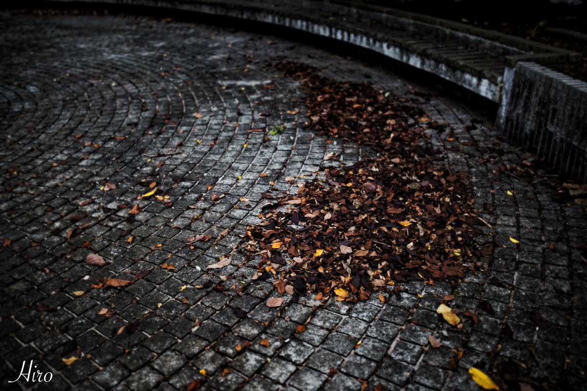 fallen leaves | GANREF