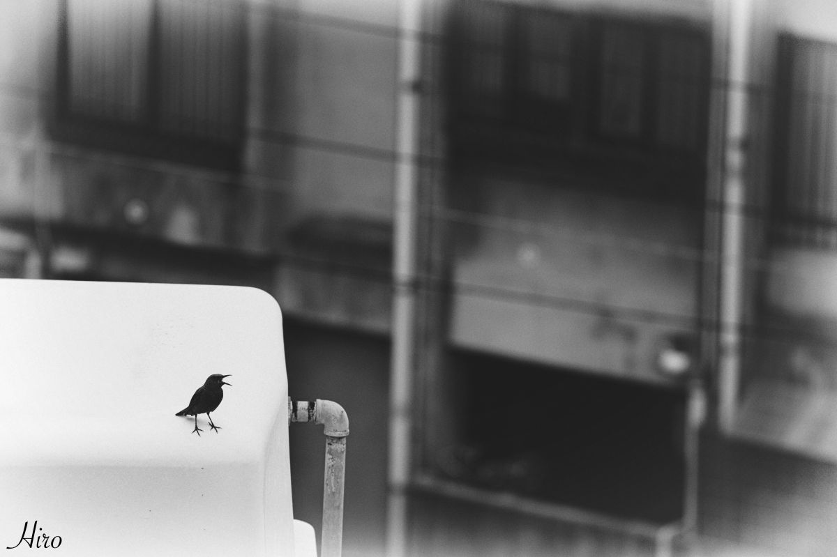 voice training | GANREF