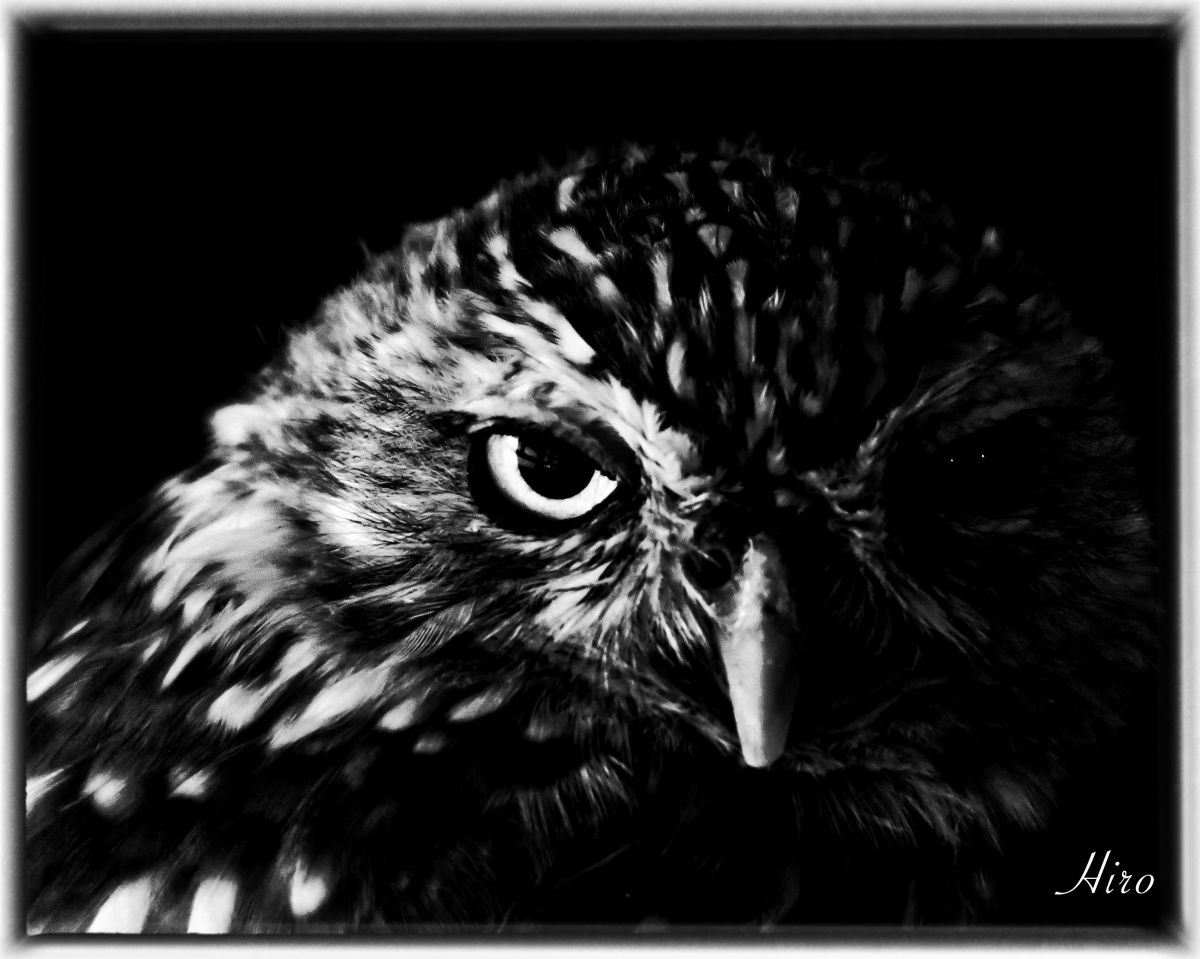 sharp glance | GANREF