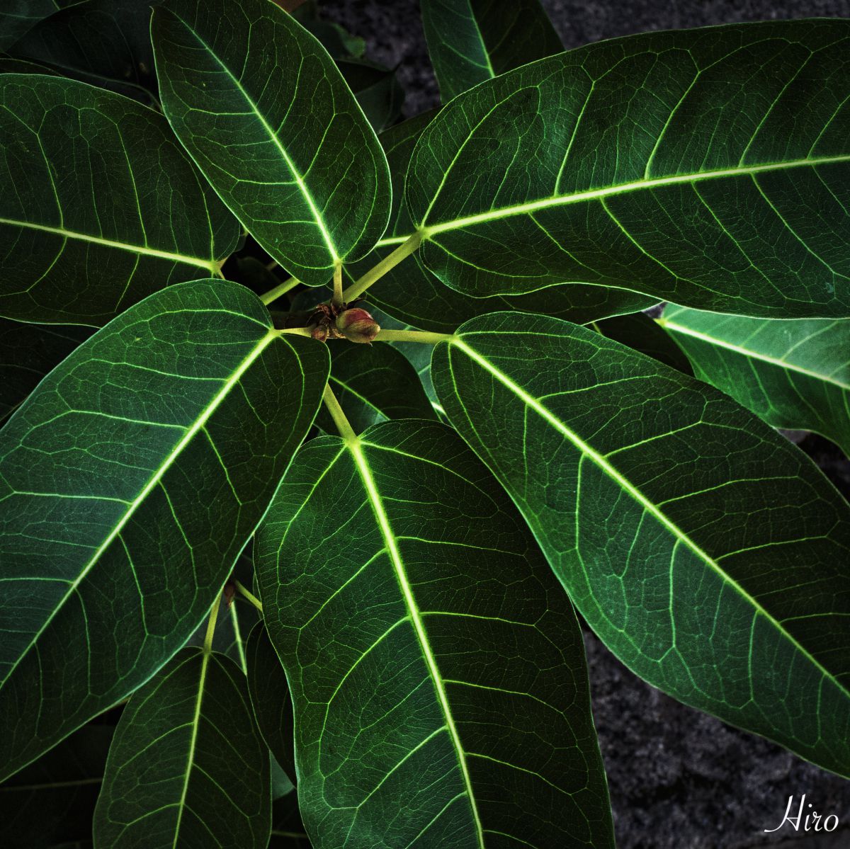 leaf veins | GANREF