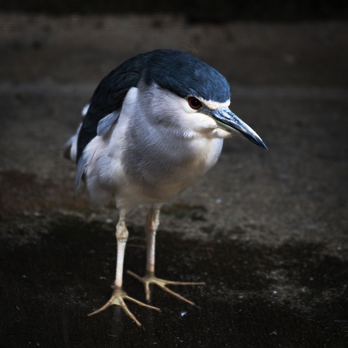 quiet bird | GANREF