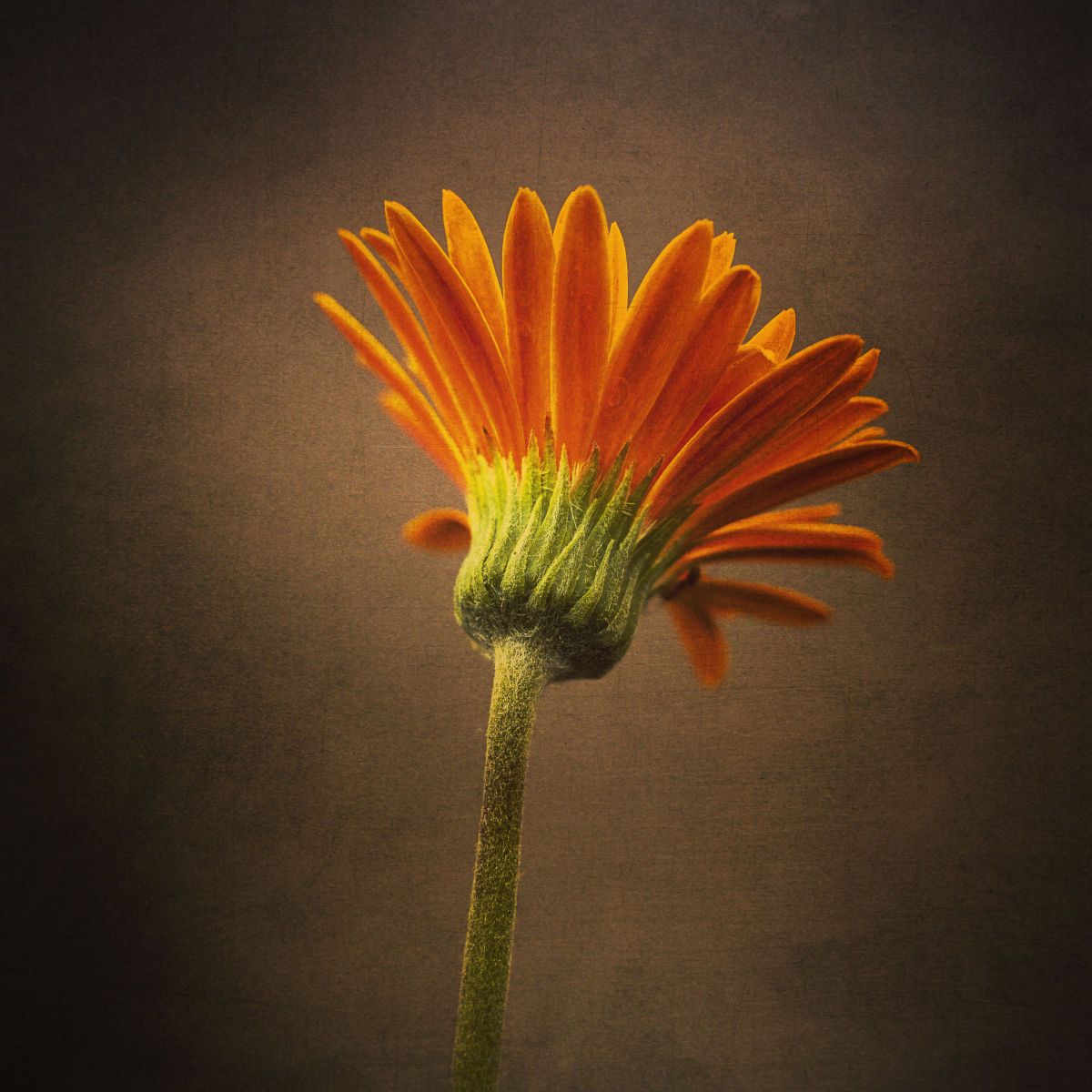 beauty back view | GANREF