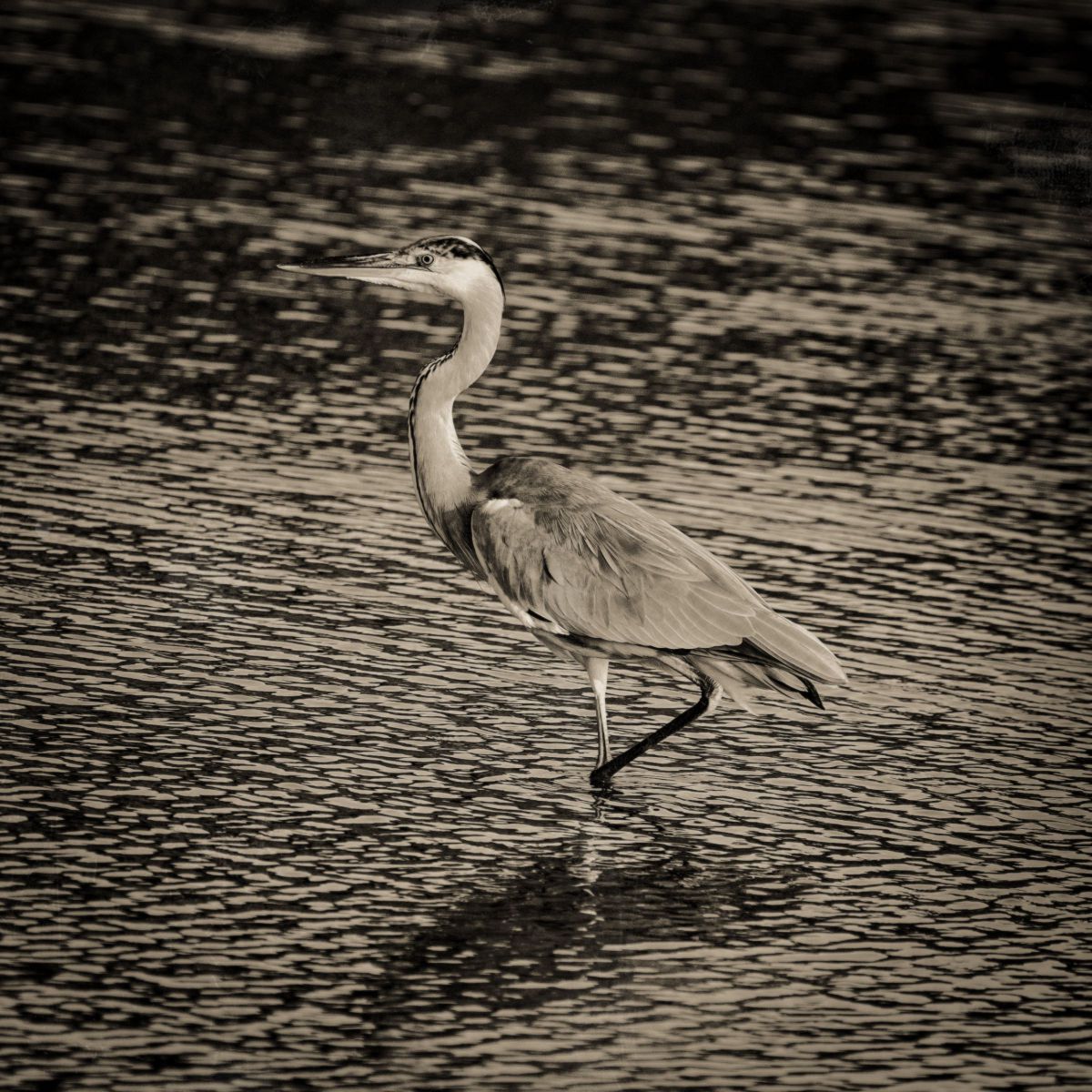 grey heron | GANREF