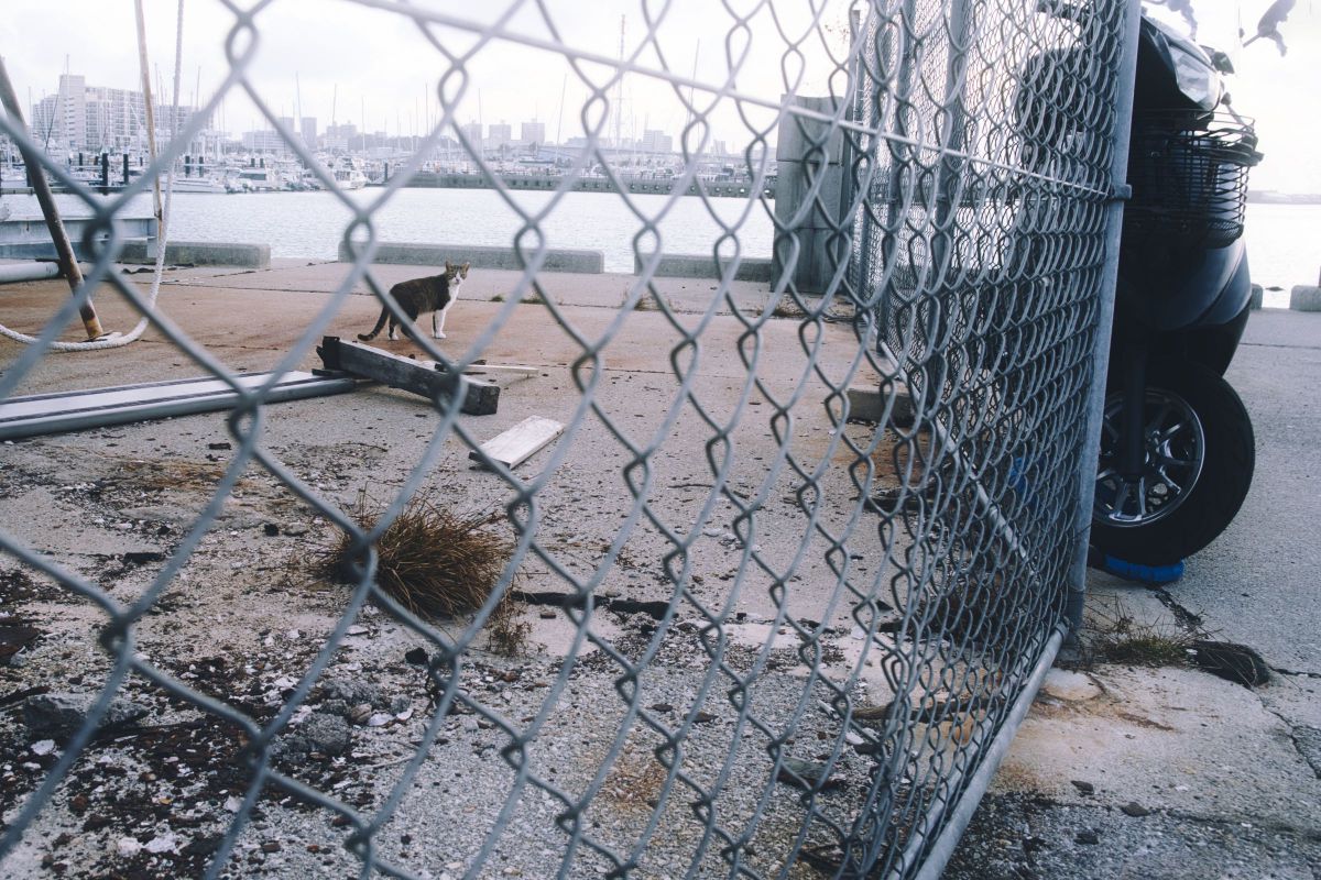 caged cat | GANREF