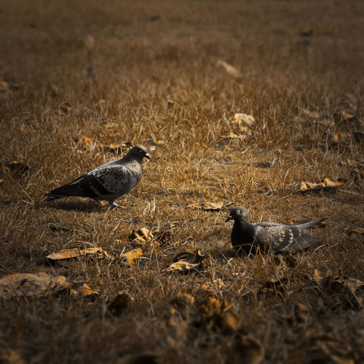 sun bathing | GANREF