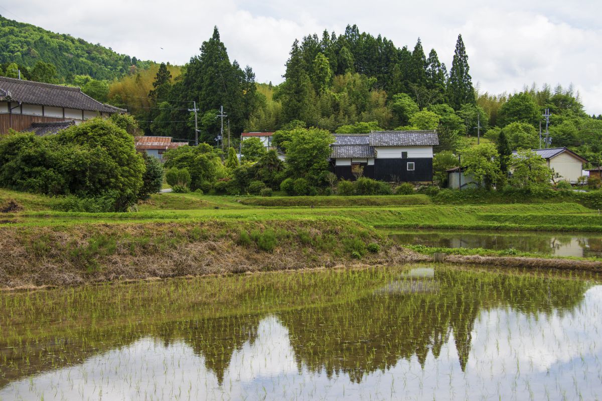 「ふるさと＝早苗の頃」 | GANREF