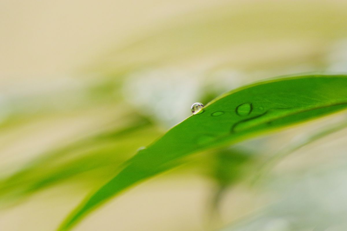 Pop'n Raindrop | GANREF