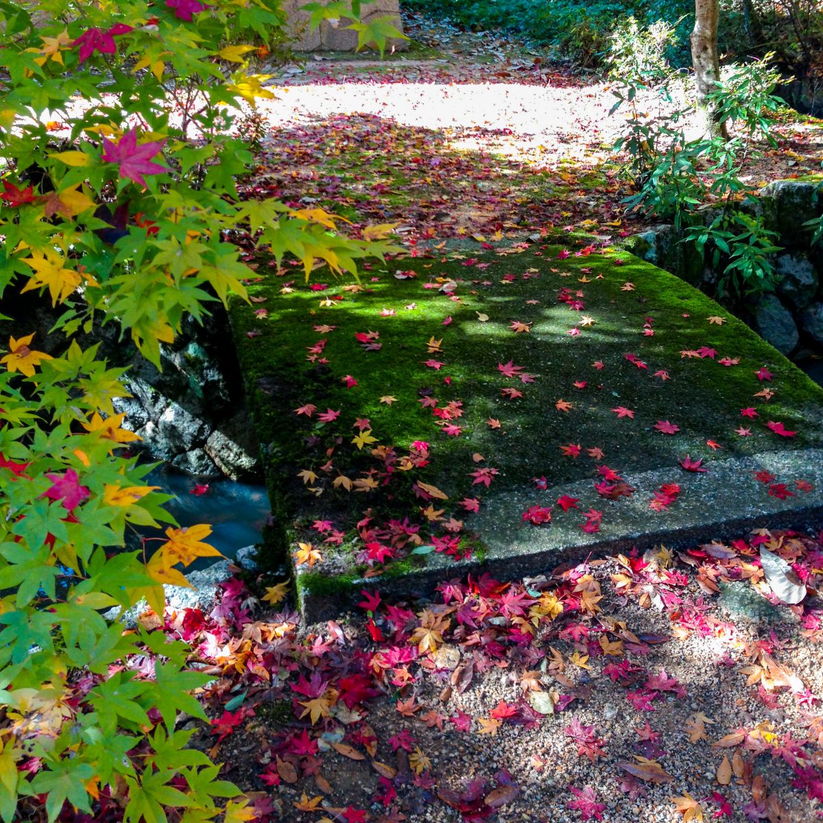 もみじちらし | GANREF