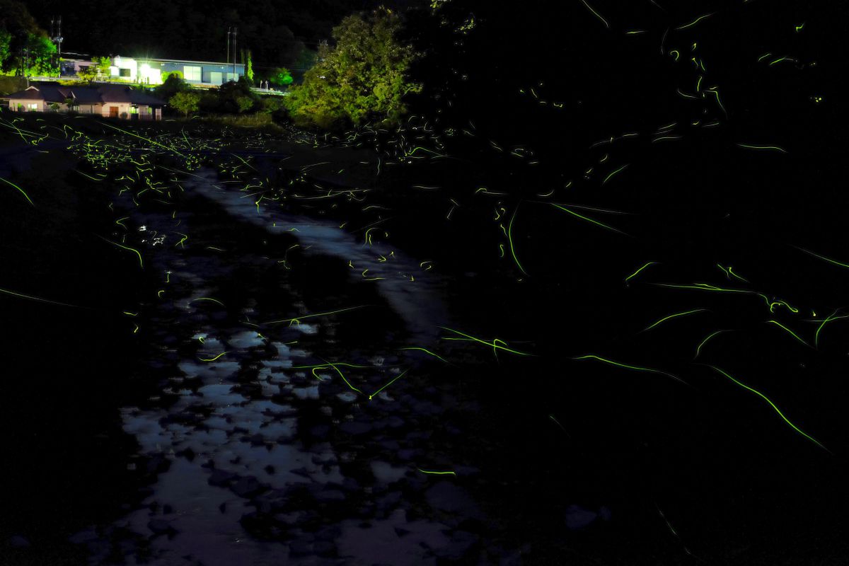 lightning bugs | GANREF