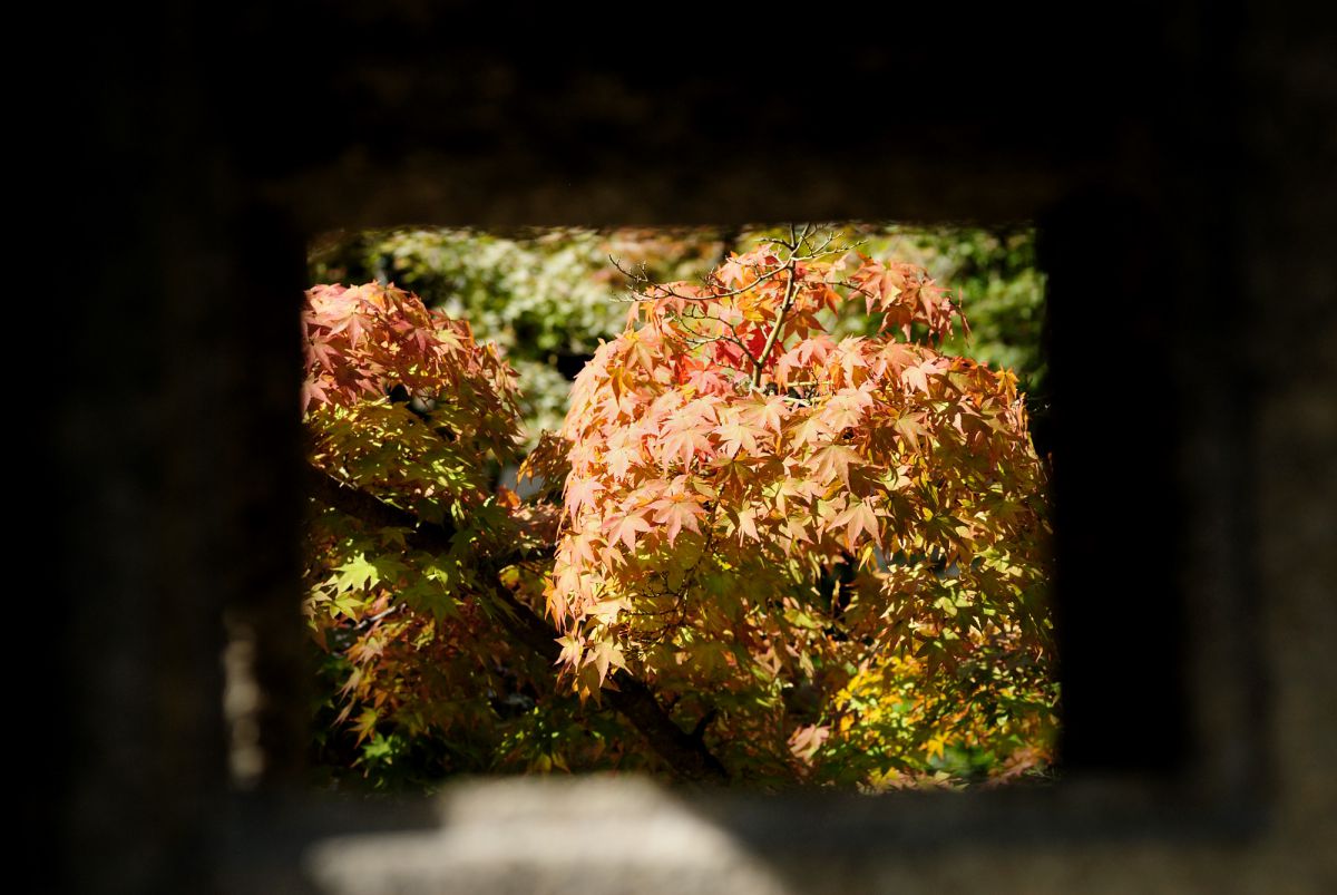 覗いたら秋… | GANREF