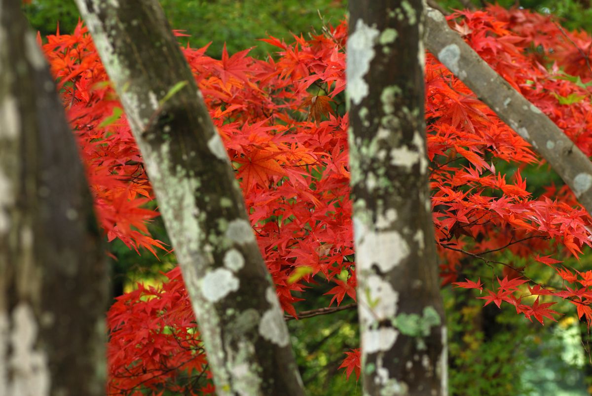 み・え・る？ | GANREF