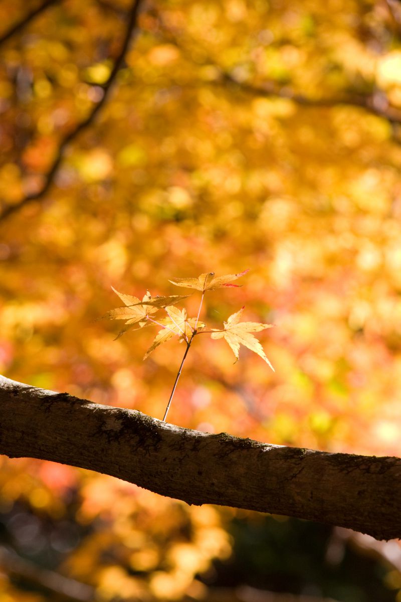 金色に包まれて | GANREF