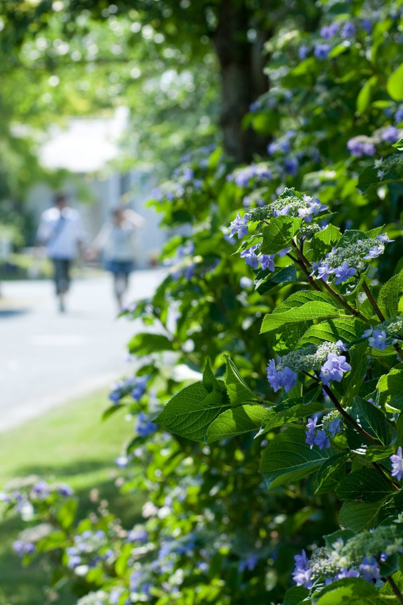 爽やかな初夏 | GANREF
