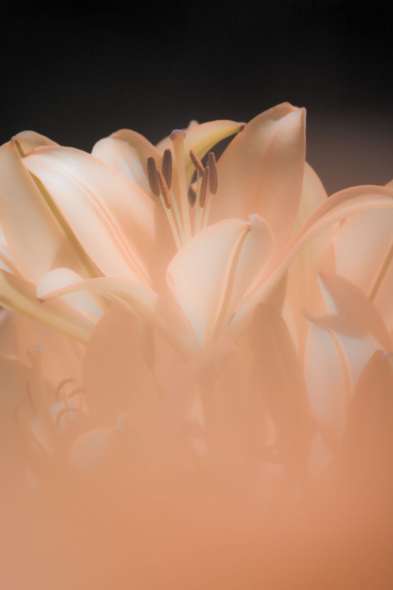 Silent Lily | GANREF