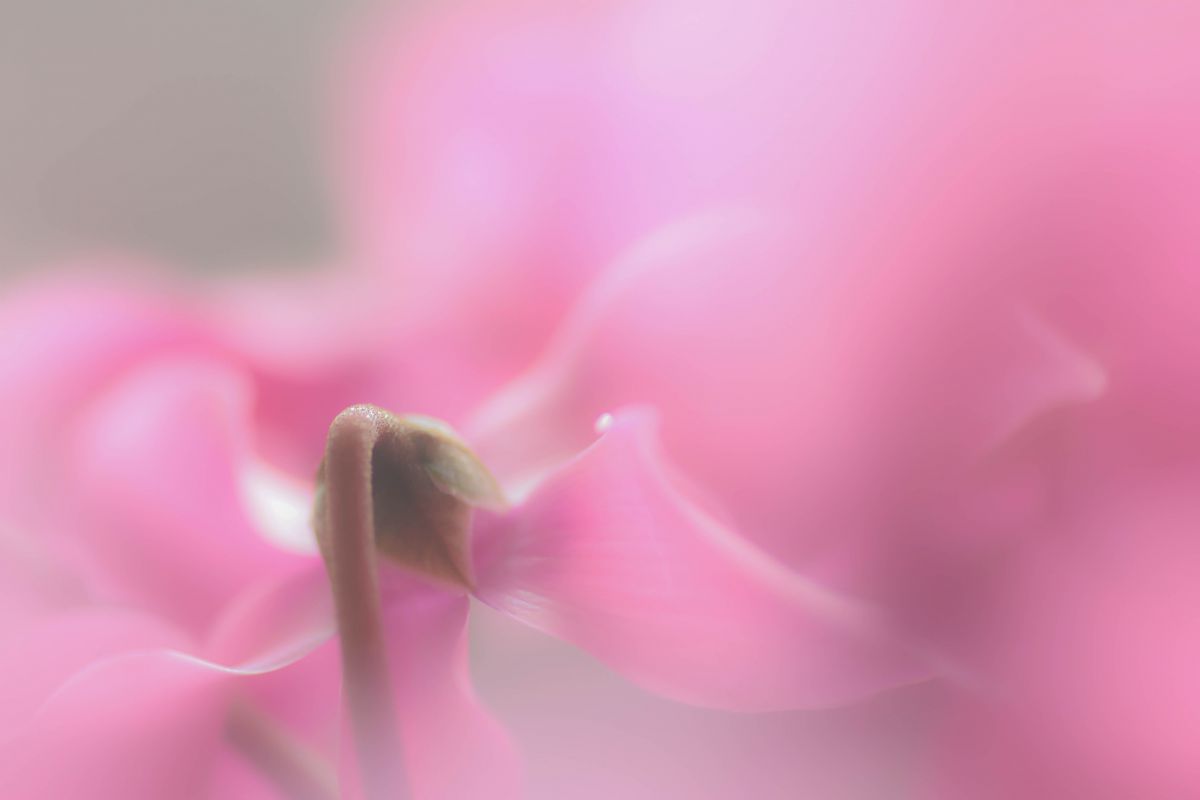 Sweet memory | GANREF