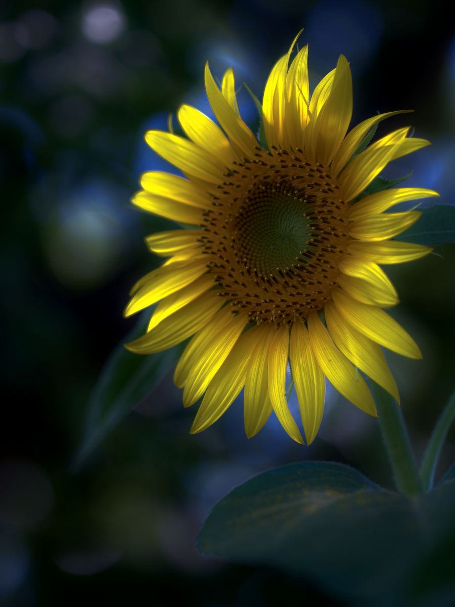 Sunflower | GANREF