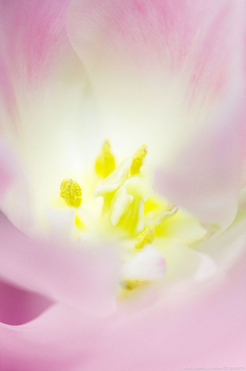 Flower(s)_001 | GANREF