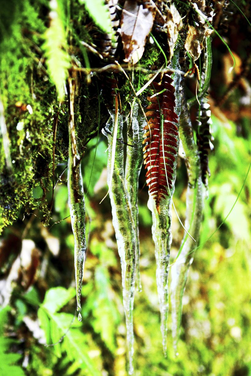 Frozen Brown | GANREF