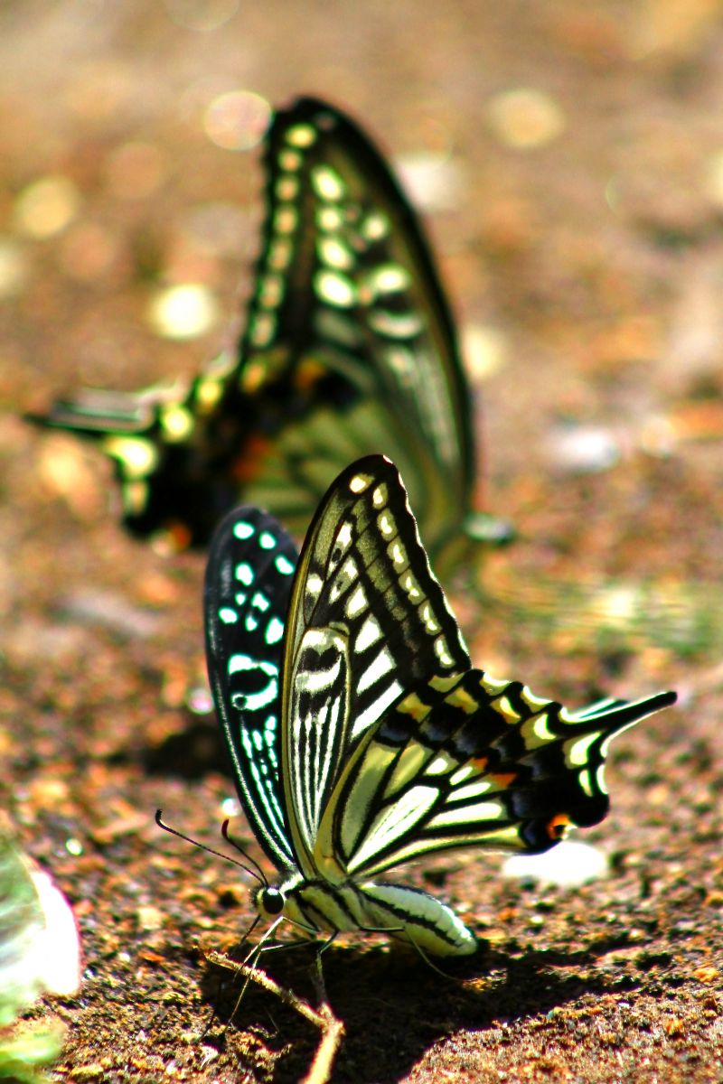 Resting Butterfly | GANREF