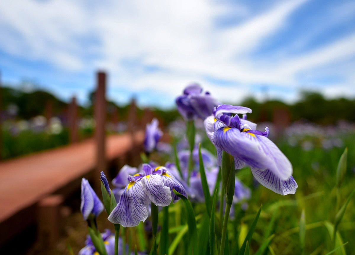 風に浮かれて | GANREF