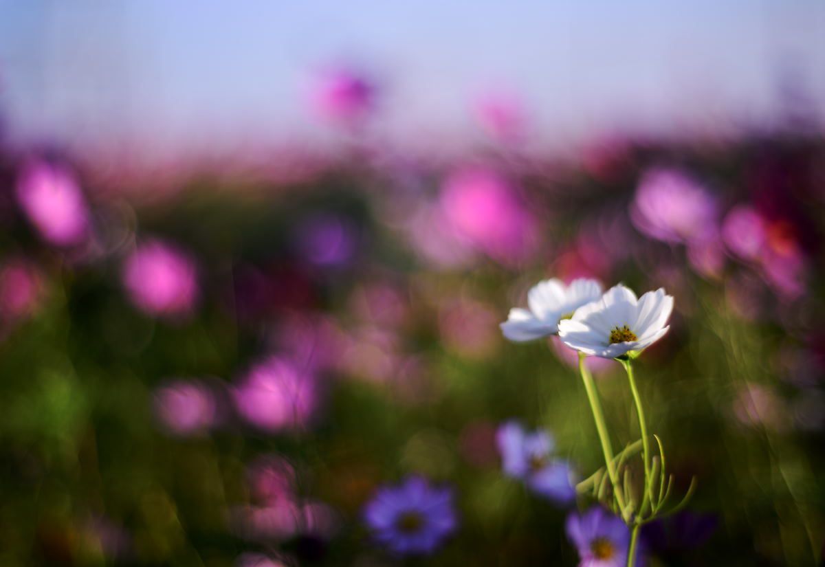 溶けるコスモス | GANREF