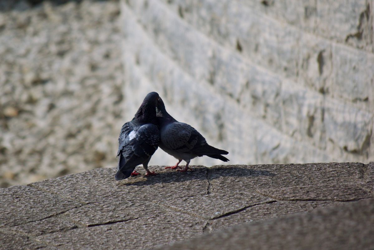 ちゅ・・・ | GANREF