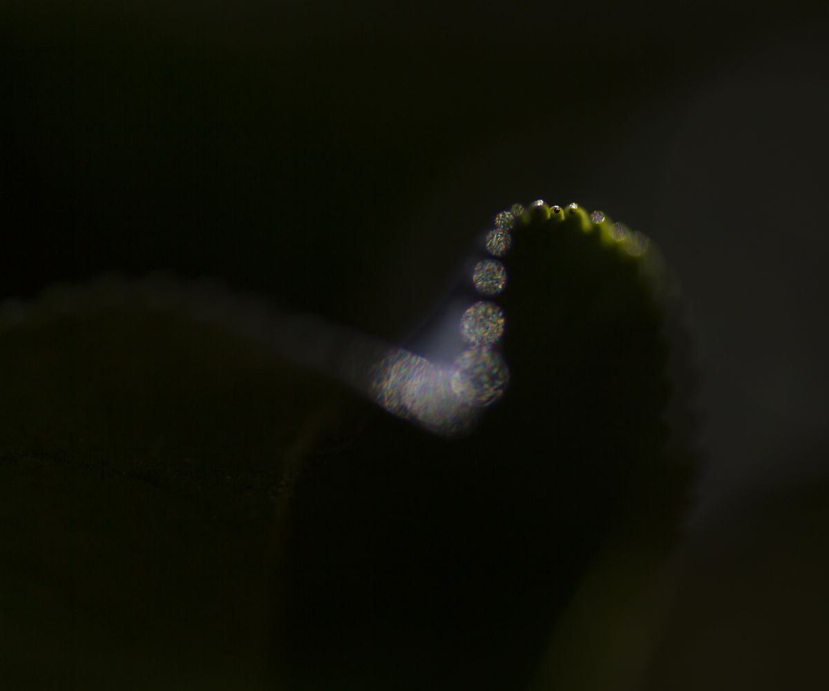 光の貌（かたち） shape 1 | GANREF