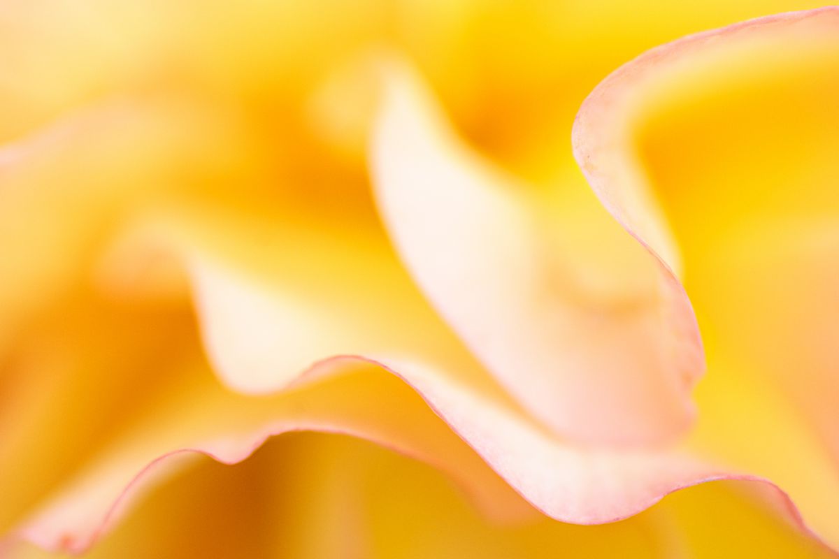 three waves | GANREF