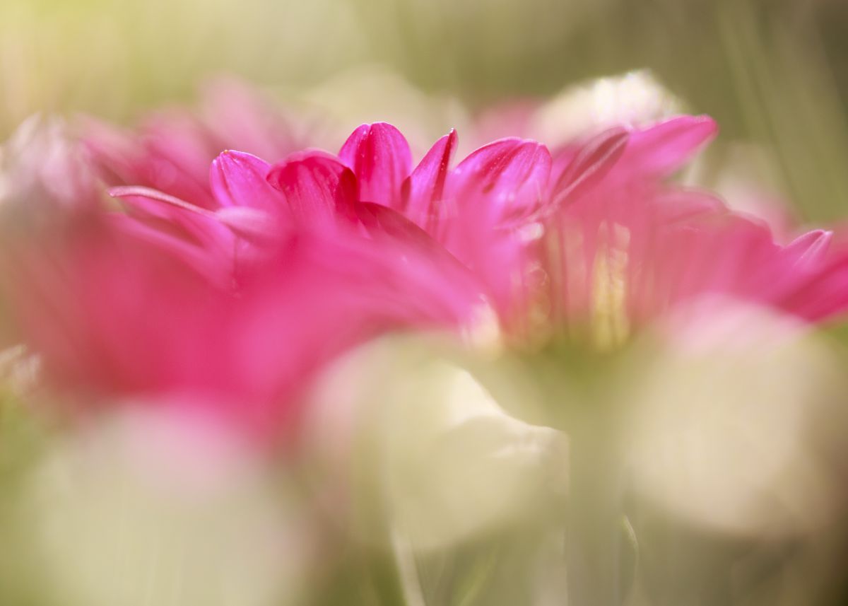 Morning Glow | GANREF